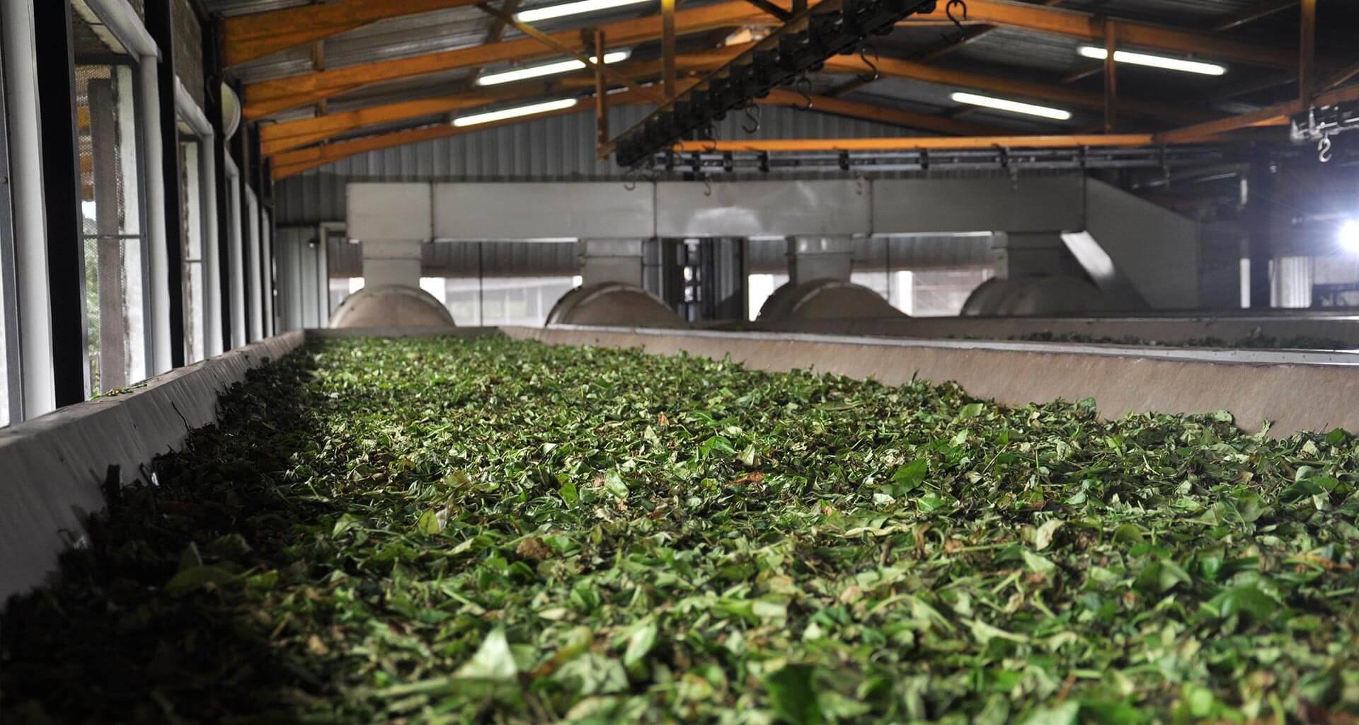 Tea Factories | KDU Group