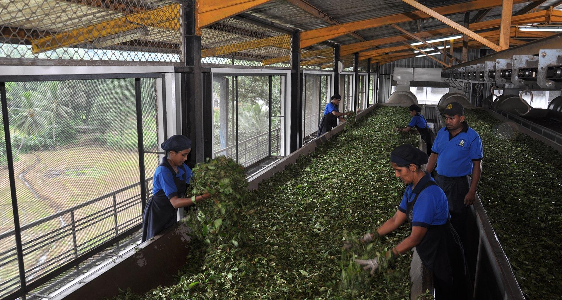 Tea Factories | KDU Group